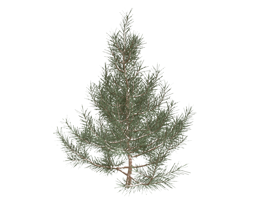 Pine , Fin Tree - Experiences on ARLOOPA